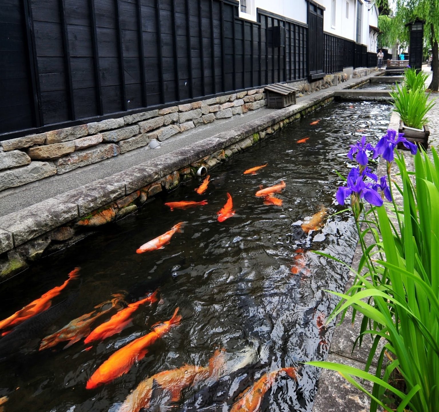 Hida Furukawa: A White-Walled Town by the Seto River | VISIT GIFU