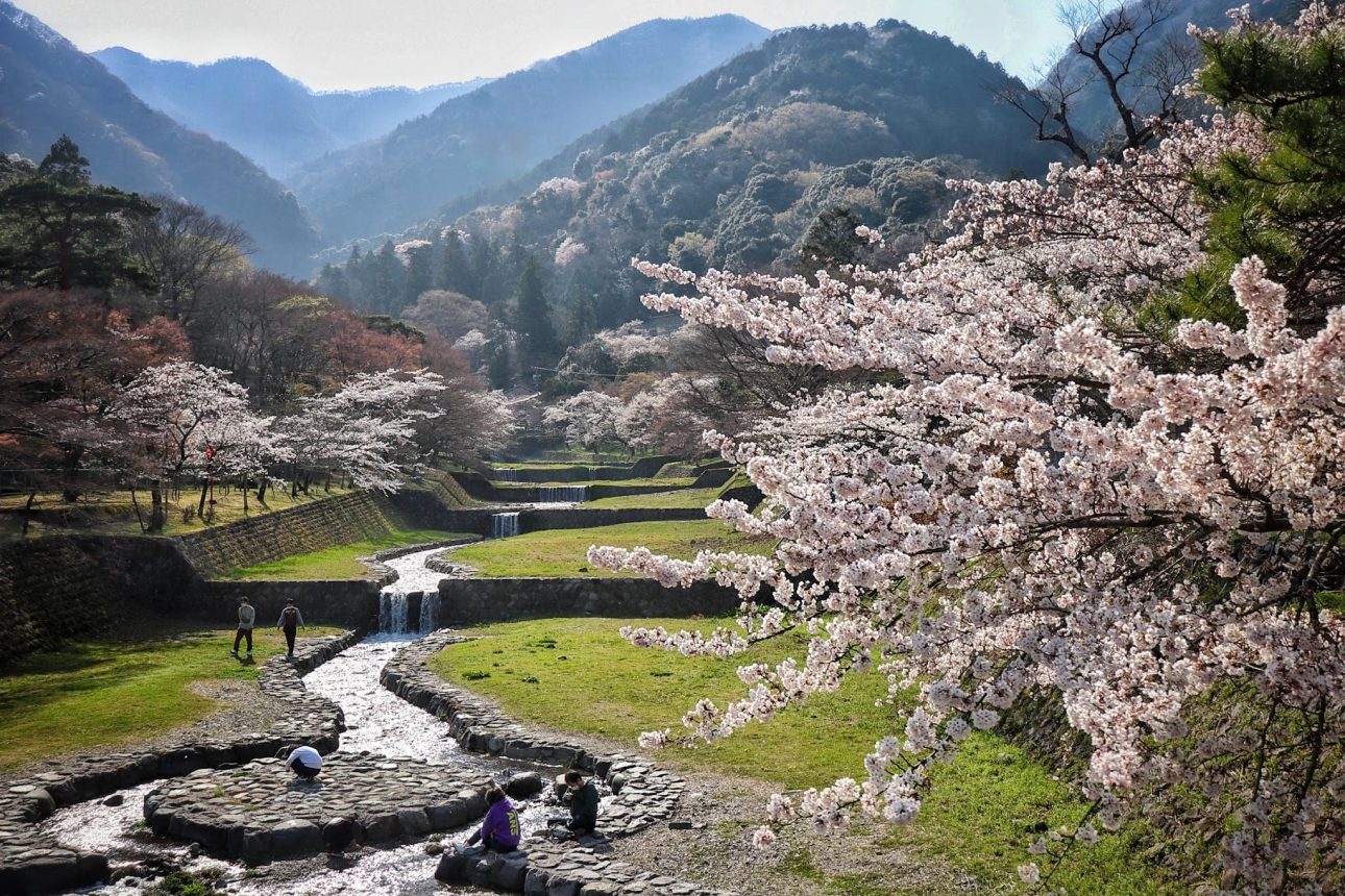 2023 Gifu Prefecture Cherry Blossom Forecast | VISIT GIFU