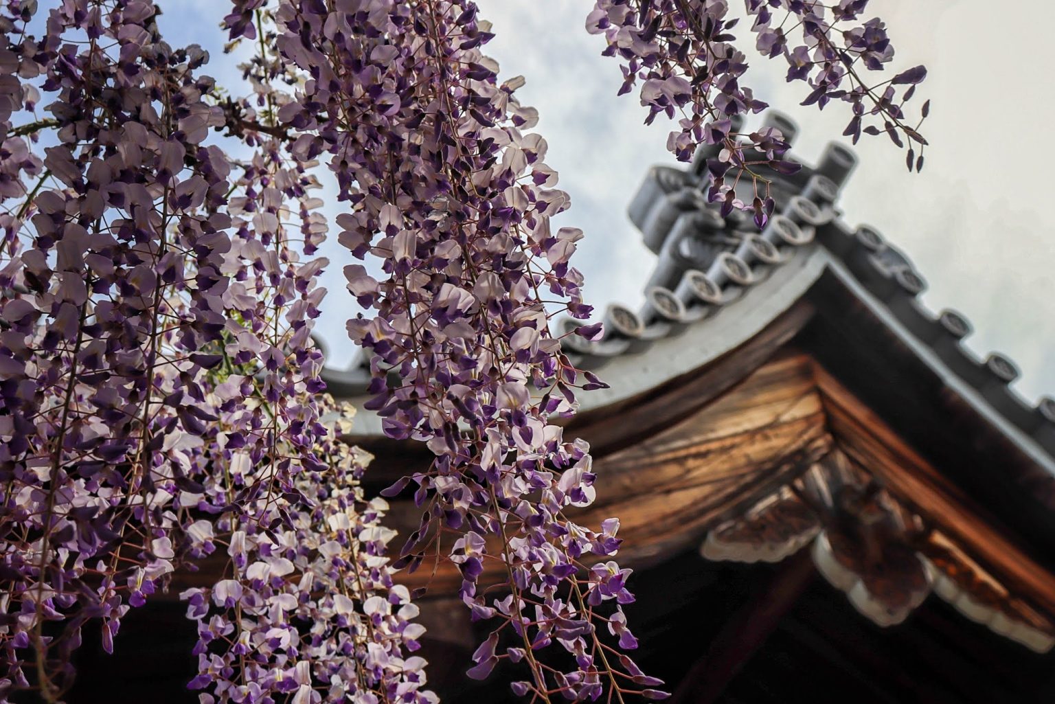 Mino Takehana Wisteria Festival April 12th (Sat) ~ 29th (Tues ...