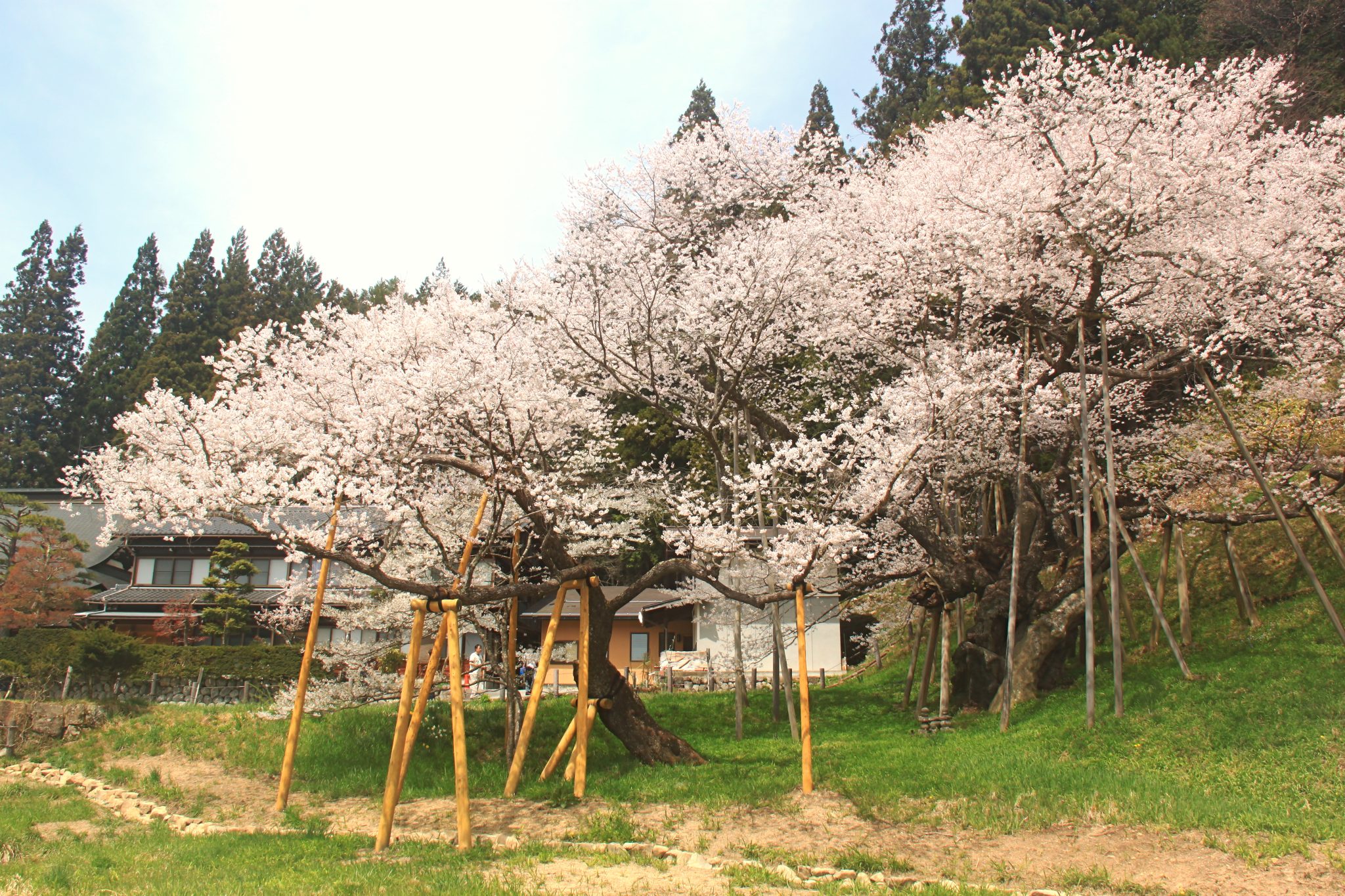 Garyu-zakura cherry trees | VISIT GIFU